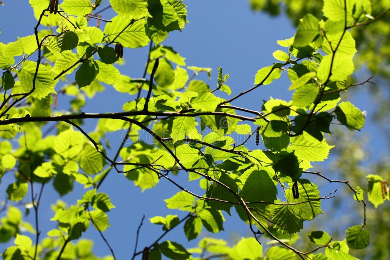 Hazel branch stock image. Image of branch, rays, summer - 228562373