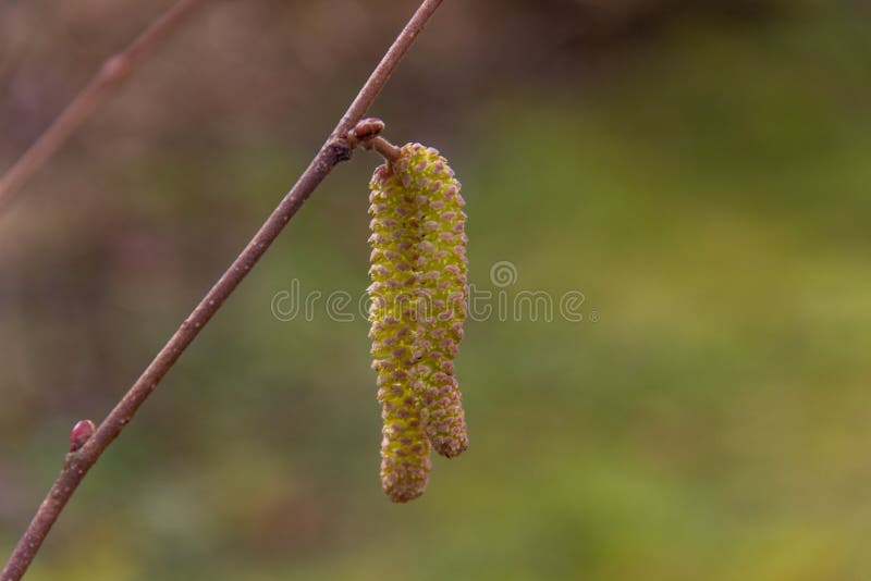 Hazel Branch with Catkins in Early Spring. Beginning of Pollen Allergy ...
