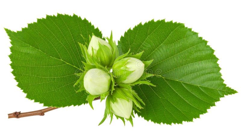 Hazel Branch Displaying Unripe Clusters, Green Leaves Extending Against ...
