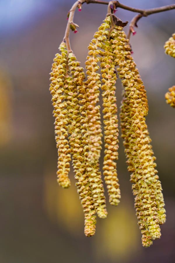 Hazel Branch in the Morning Sun Stock Image - Image of common, bush ...