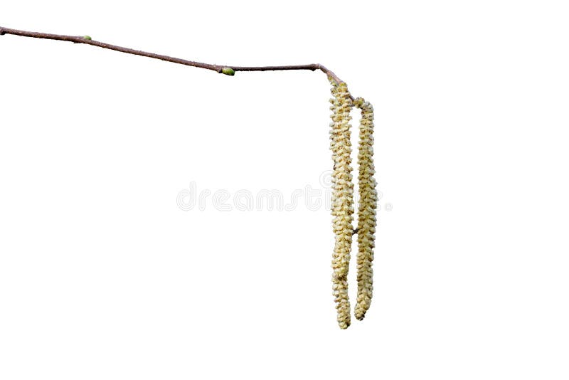 Hazel Branch on White Isolated Background Stock Image - Image of leaf ...