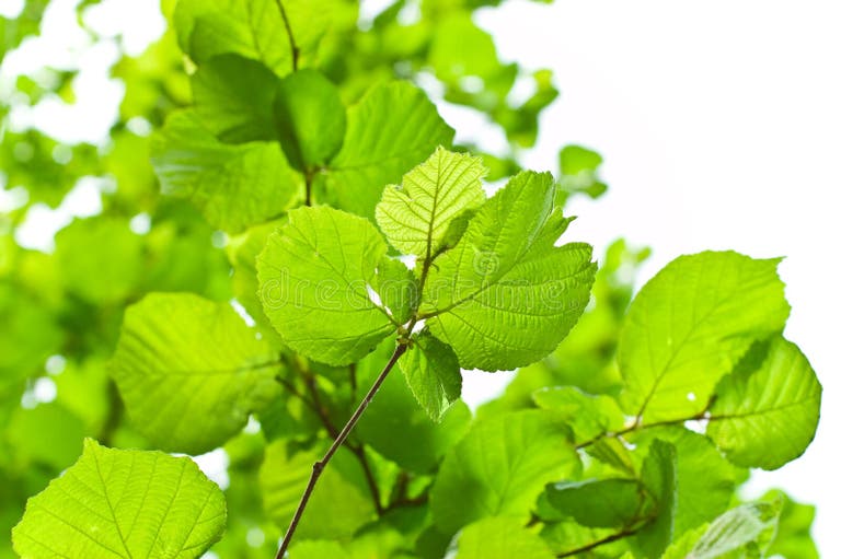 4,630 Hazel Tree Forest Stock Photos - Free & Royalty-Free Stock Photos ...