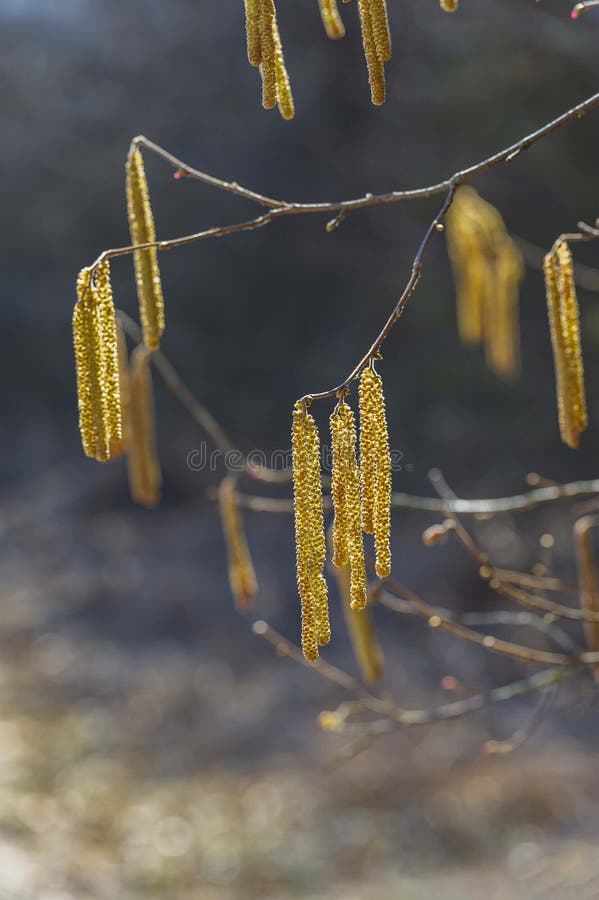 Hazel Branches with Blooming Catkins Stock Photo - Image of bloom ...