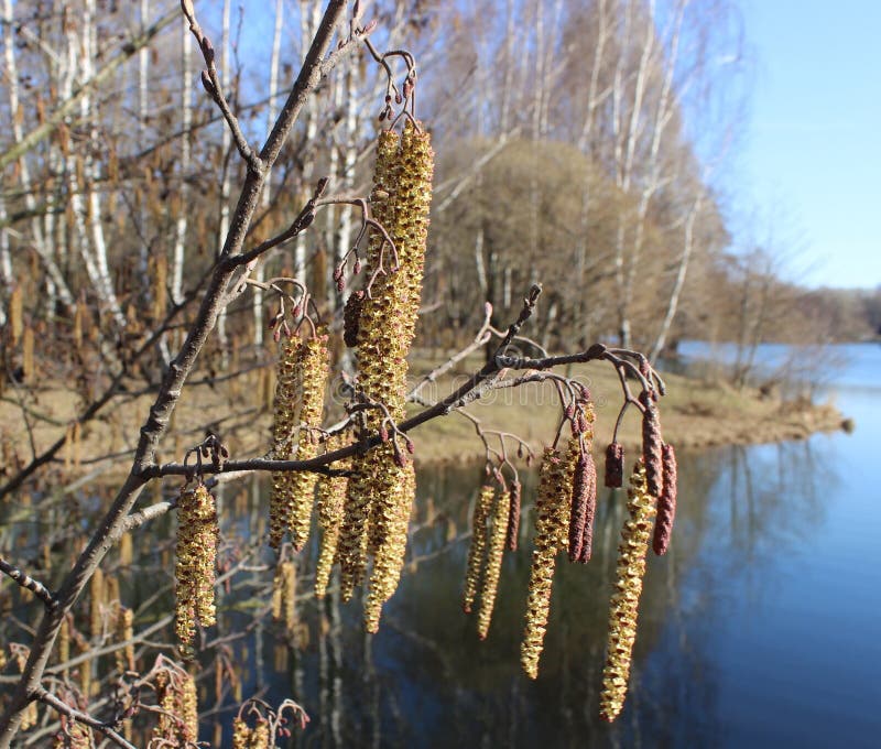 Hazel Branches. Spring Landscape. Beautiful Natural Background. Catkins ...