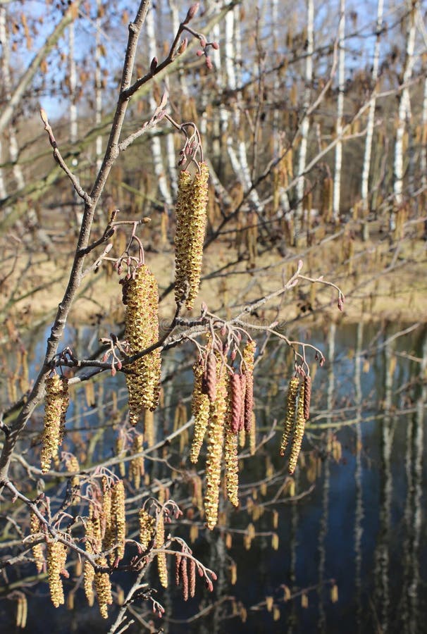 Hazel Branches. Spring Landscape. Beautiful Natural Background. Catkins ...