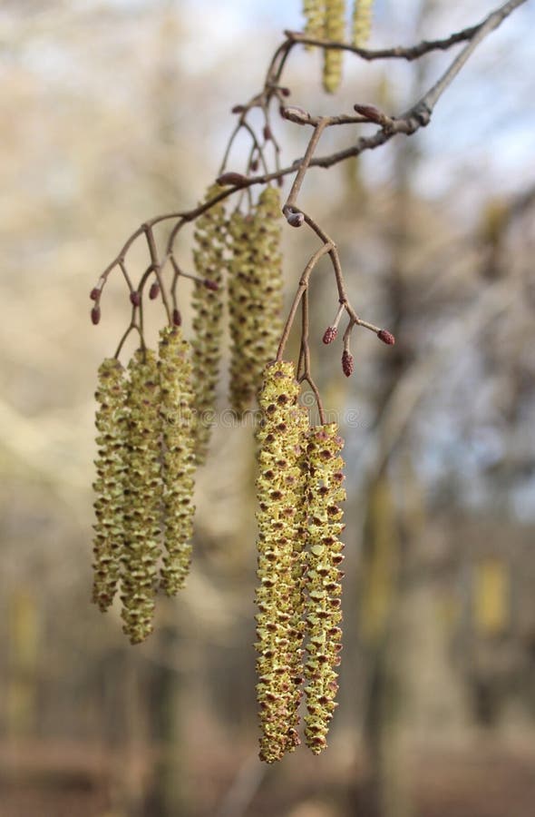 Hazel Branches. Spring Landscape. Beautiful Natural Background. Catkins ...