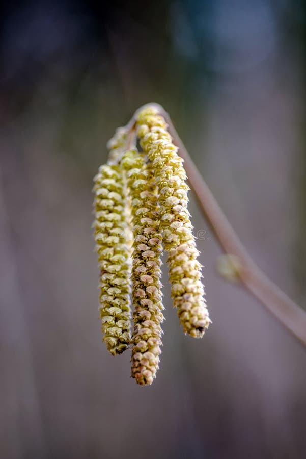Hazel buds stock photo. Image of garden, hazel, forest - 69355010