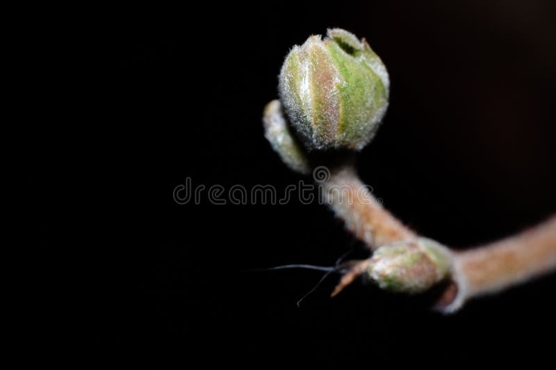 Hazel Bush Bud Macro Photography Stock Image - Image of bush, tree ...