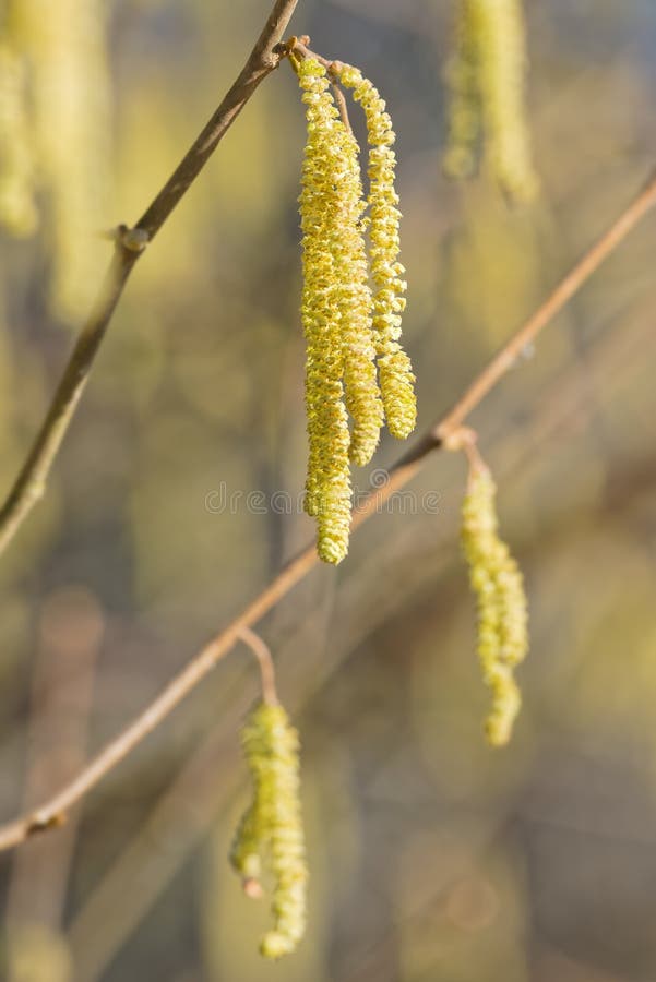 Hazel Bush during Spring, Highly Allergenic Plant Stock Photo - Image ...