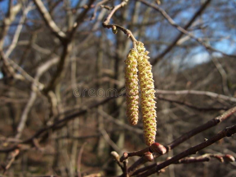 Catkins Also Known As Kash Flower are Beautiful Stock Photo - Image of ...