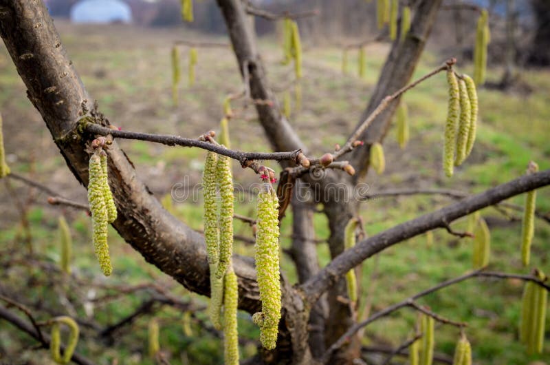 Hazel catkins stock photo. Image of material, corylus - 83286762