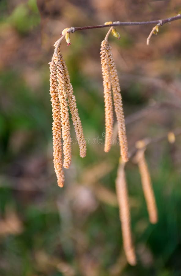 Hazel Catkins on Branches in Spring Stock Photo - Image of countryside ...