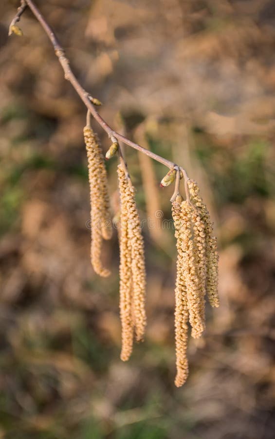 Hazel Catkins on Branches in Spring Stock Image - Image of hazel ...