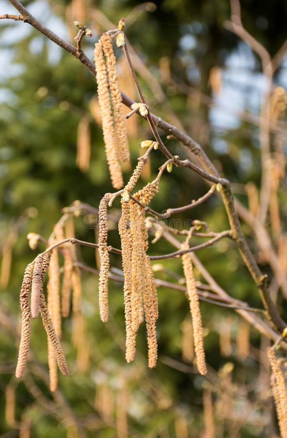 Hazel Catkins on Branches in Spring Stock Image - Image of pollination ...