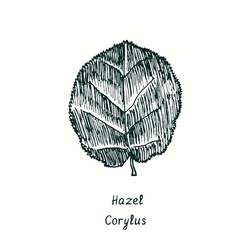 Hazel Corylus Leaf. Ink Black and White Doodle Drawing Stock Vector ...