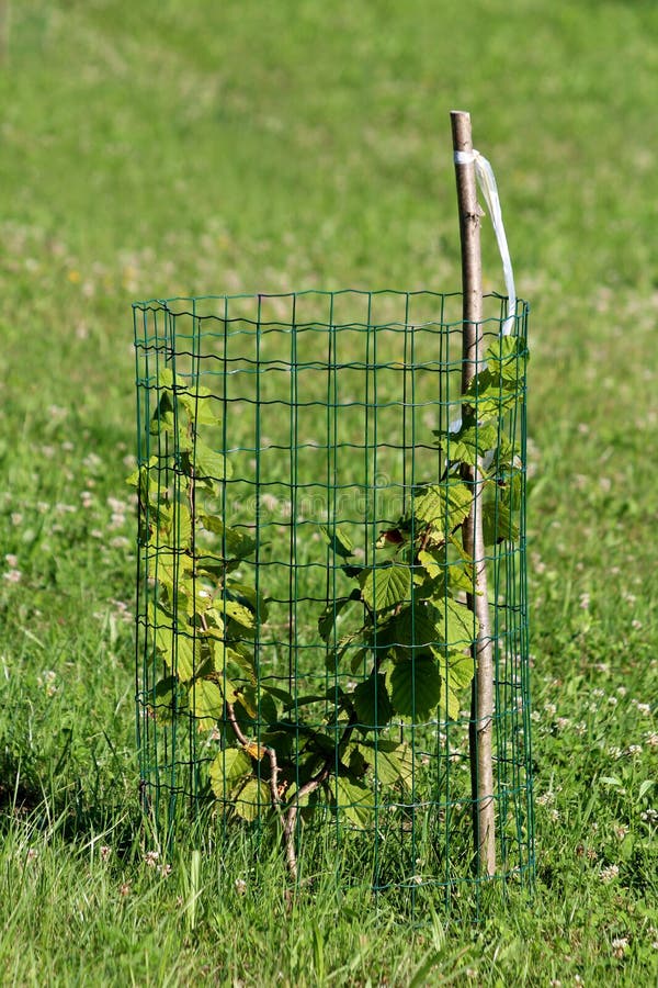 Wooden Pole Made of Tree Stump Poking Out of Water Surrounded with ...