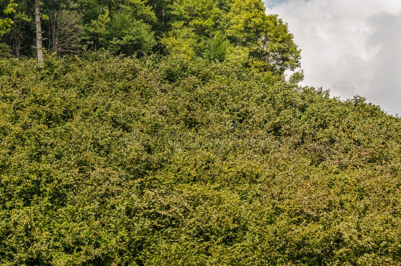 Hazel Filbert Trees Plantation Stock Photo - Image of food, grain: 75299576