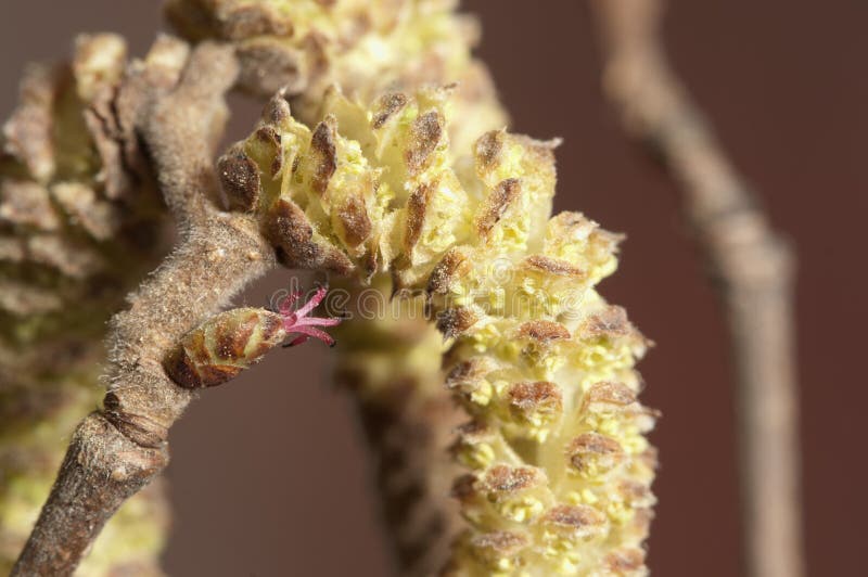 Hazel flowers macro stock image. Image of hazelnut, blooming - 89330649