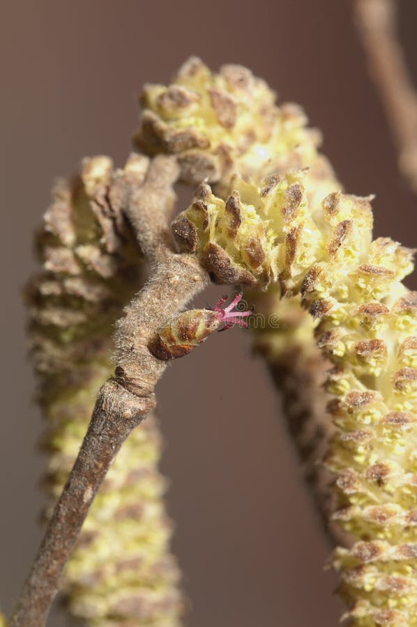 Hazel flowers macro stock image. Image of blossom, deciduous - 89330669