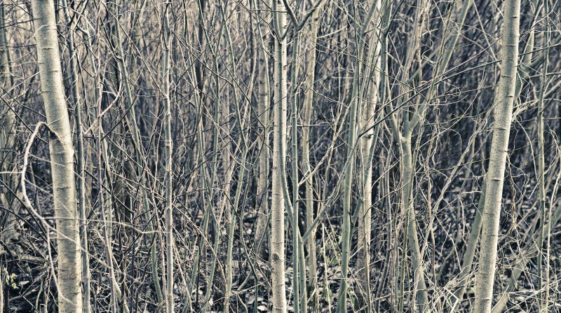 Hazel grove stock photo. Image of nature, plant, graphical - 7585806