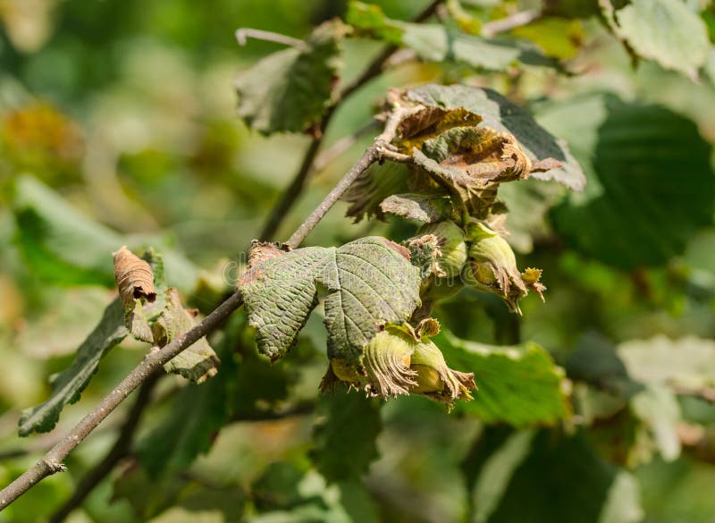 De Boom van de hazelnoot stock afbeelding. Image of dauw - 27716975