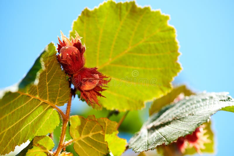 De Boom van de hazelnoot stock afbeelding. Image of dauw - 27716975