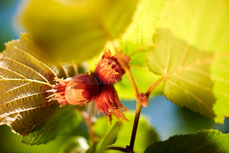 Hazel Hazelnootboom Met Hazelnoten Macroclose-up Stock Afbeelding ...