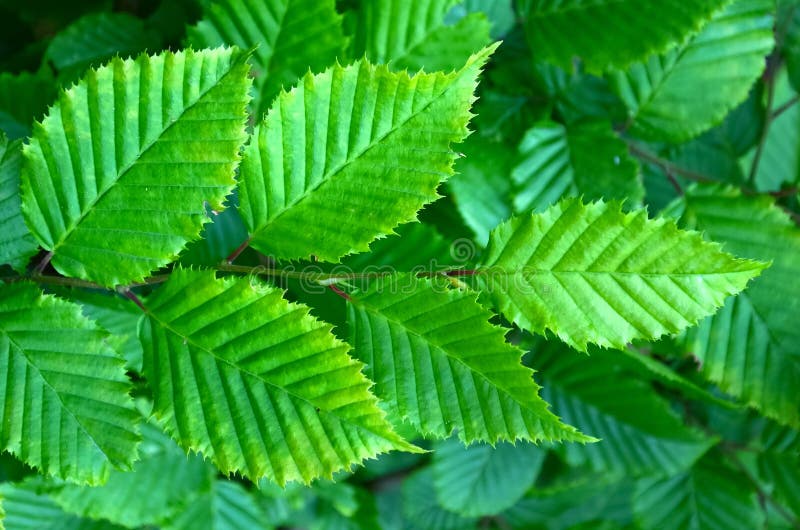 Hazel leaf background stock image. Image of natural, plant - 32186259