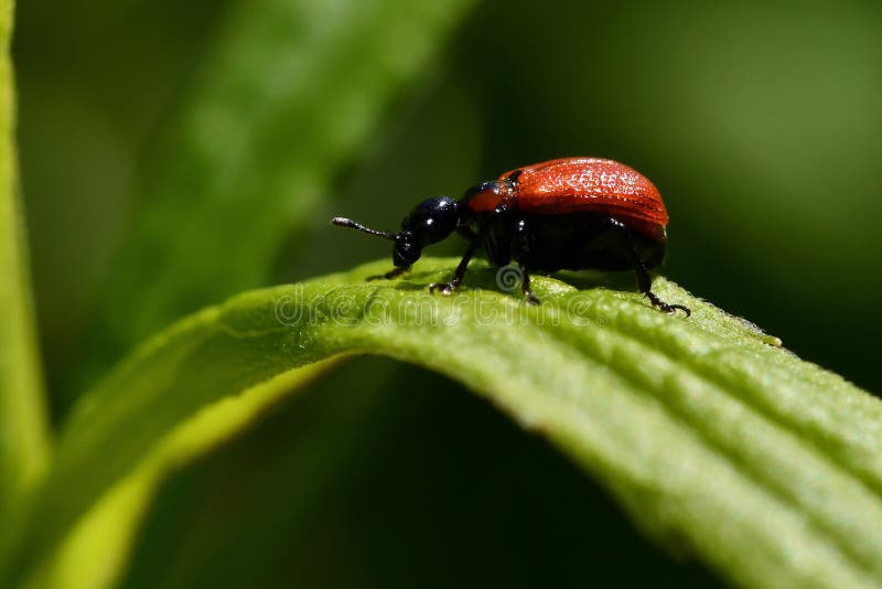 Hazel Leaf-roller Beetle, Apoderus Coryli on a Leaf Stock Photo - Image ...