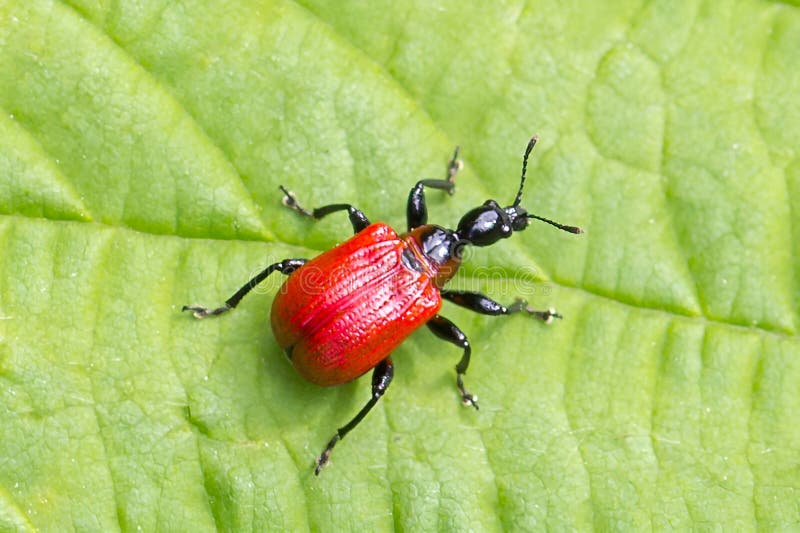 Hazel Leaf Roller Beetle with Red Elytra on Green Leaf Surface Stock ...