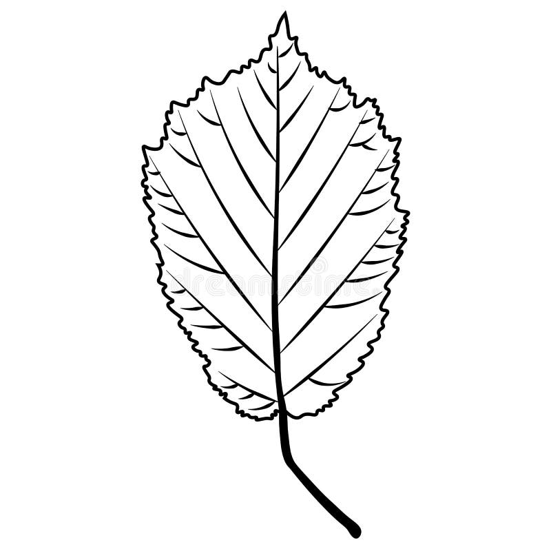 Hazel Leaf Vector Black and White Stock Vector - Illustration of flora ...