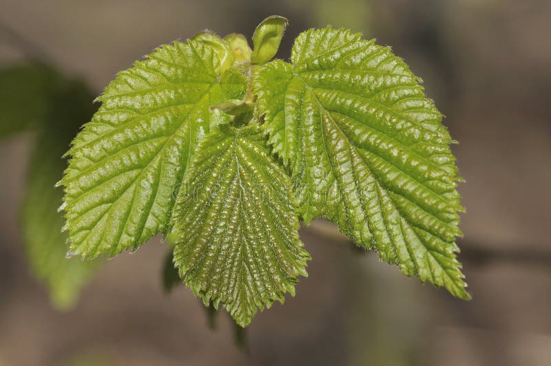 Hazel Leaves stock photo. Image of copice, spring, shrub - 64490170