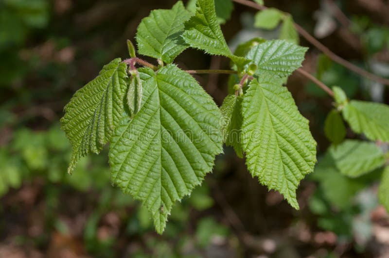 Hazel leaves in spring stock image. Image of fresh, tree - 24654599