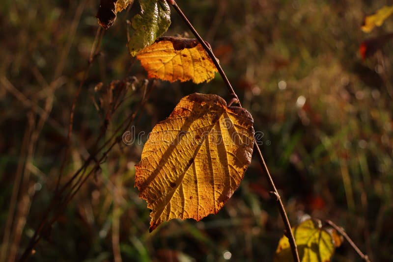 Hazel Leaves in Late Autumn Sun Stock Image - Image of thin, twig ...