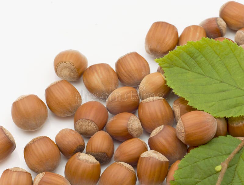 Hazel nut stock photo. Image of autumn, brown, background - 10867642