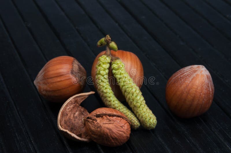 Hazel nut stock photo. Image of isolated, group, creative - 38205592