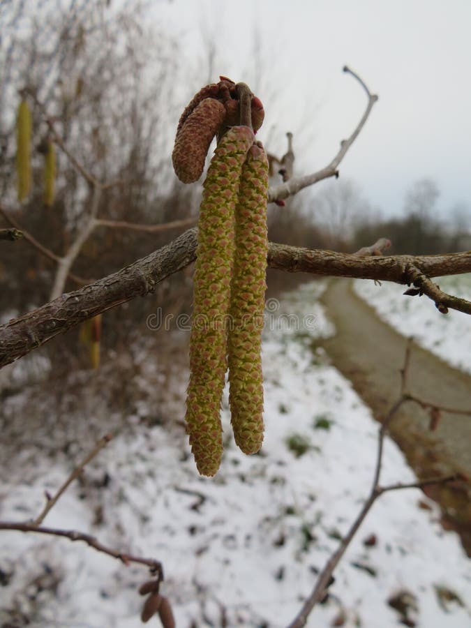 Hazel Nut Bushes at Blossom Stock Image - Image of shrub, food: 274371039