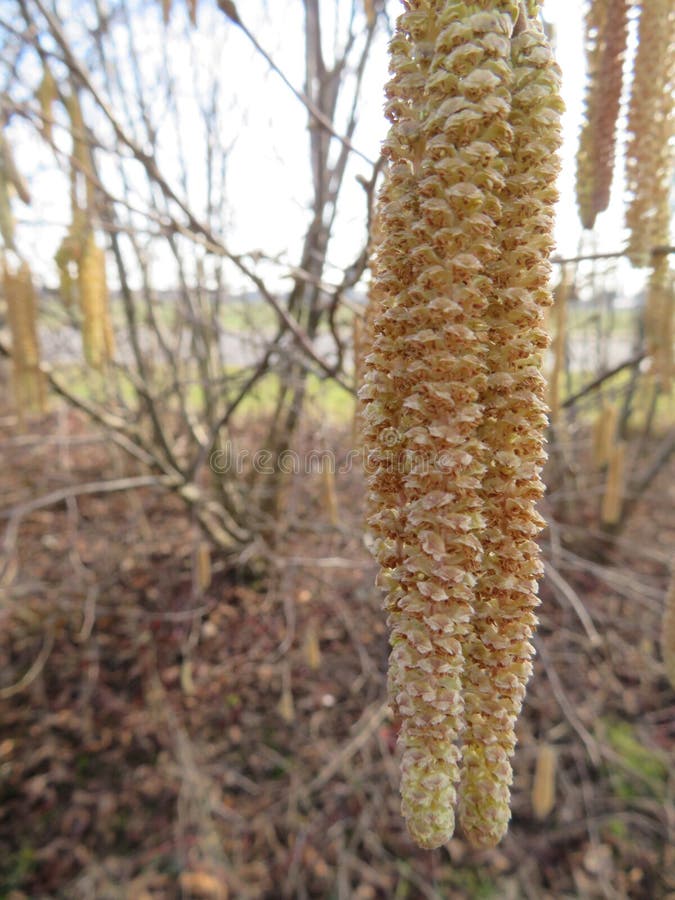 Hazel Nut Bushes at Blossom Stock Image - Image of tree, yellow: 274375889