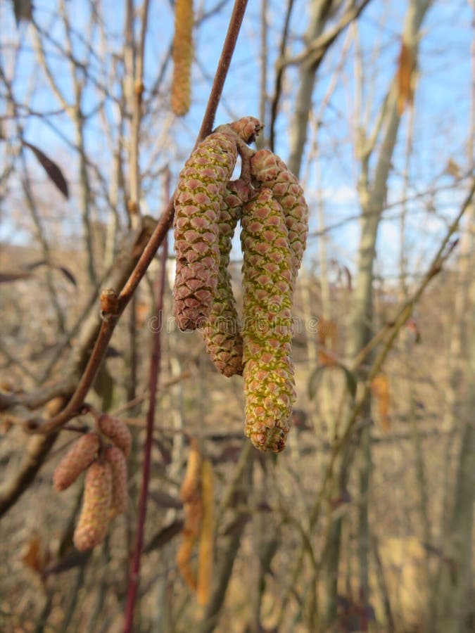 Hazel Nut Bushes at Blossom Stock Image - Image of blossom, autumn ...