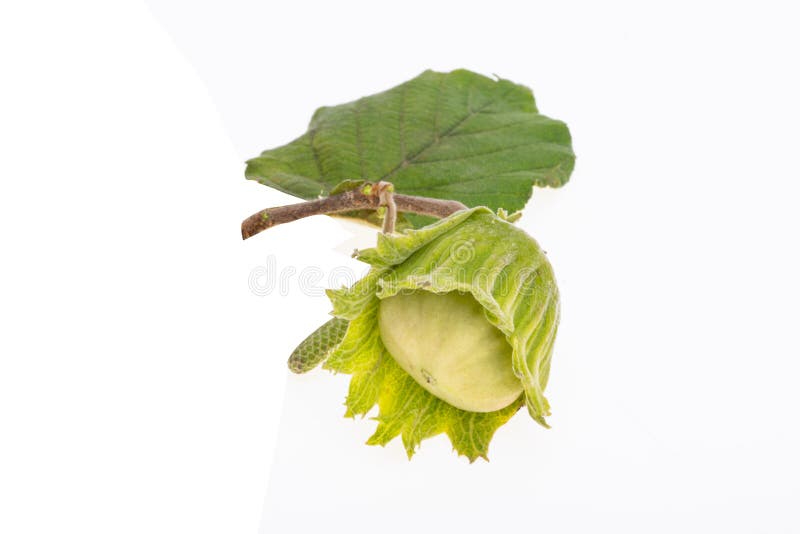 Hazel Nut in Shell Isolated Stock Photo - Image of cobnuts, nuts: 264821478