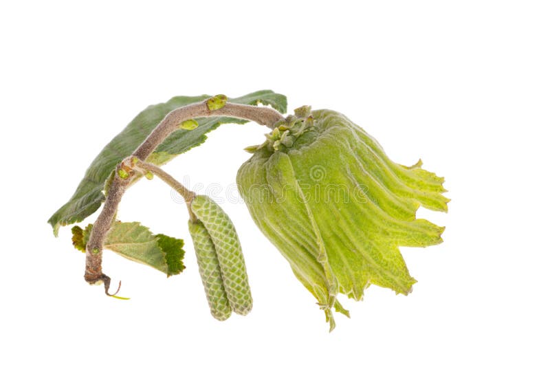 Hazel Nut in Shell Isolated Stock Image - Image of kernel, background ...