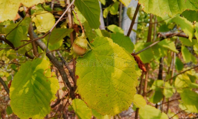 Hazel, nut tree stock image. Image of forest, hazel, tree - 67974629