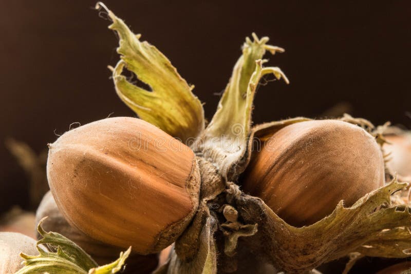 Hazel Nuts Collected from the Forest. Stock Photo - Image of black ...