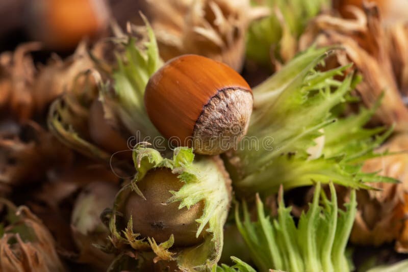 Hazel Nuts. a Macro Shot of Hazelnuts Background Stock Image - Image of ...