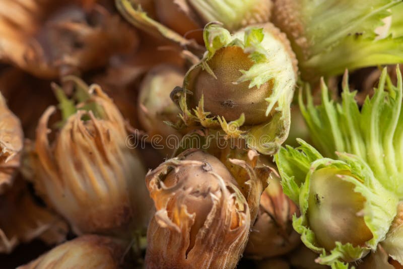 Hazel Nuts. a Macro Shot of Hazelnuts Background Stock Photo - Image of ...