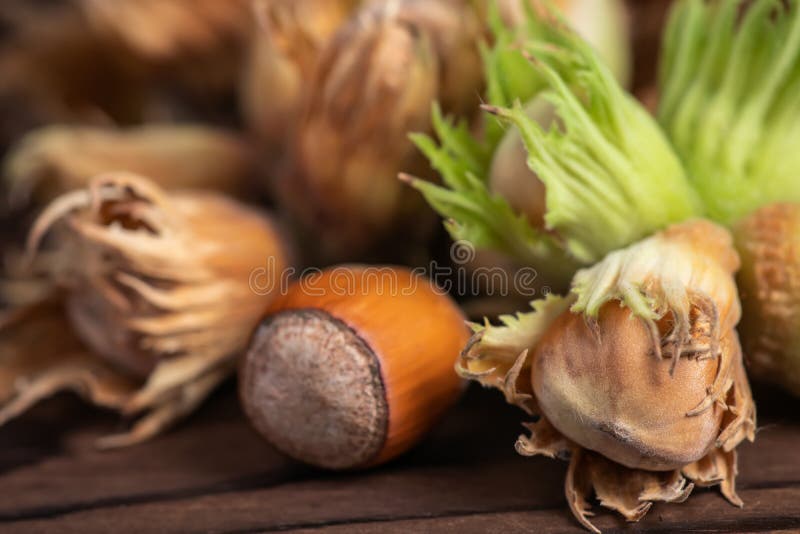 Hazel Nuts. a Macro Shot of Hazelnuts Background Stock Photo - Image of ...