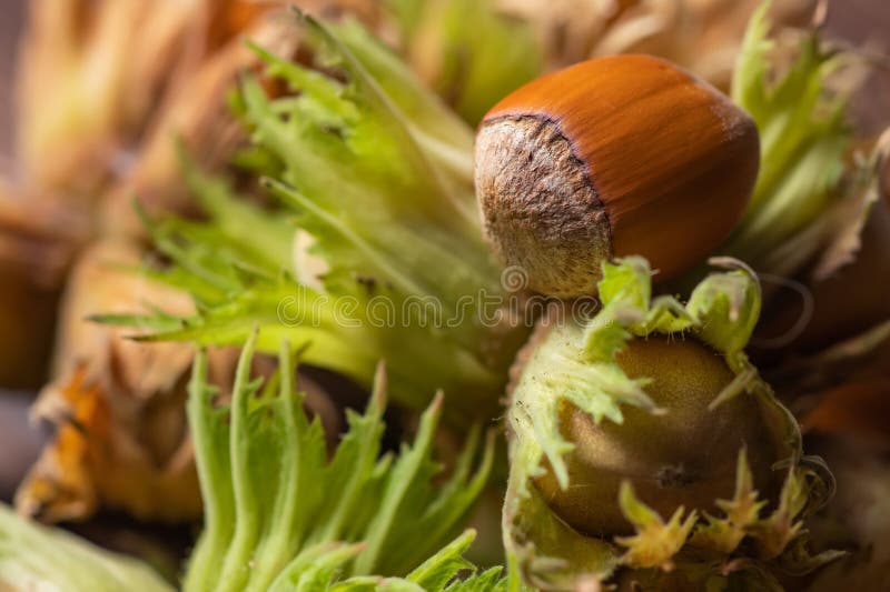 Hazel Nuts. a Macro Shot of Hazelnuts Background Stock Image - Image of ...