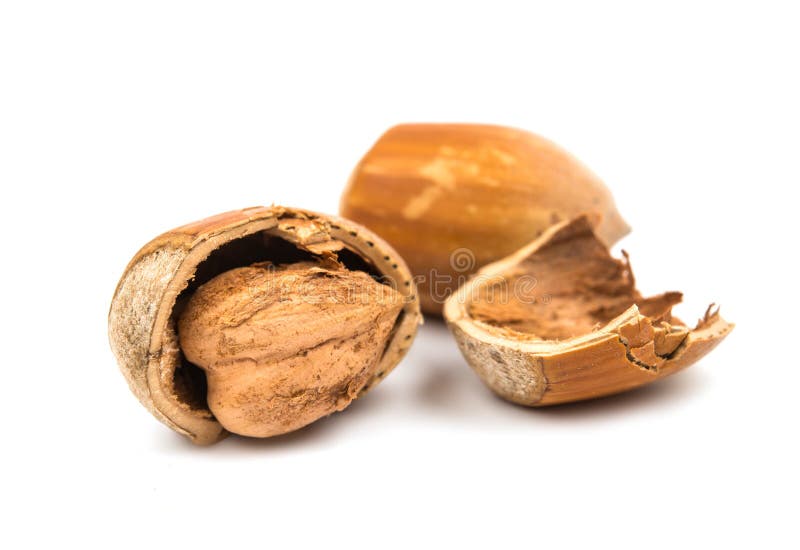 Hazel nuts in the shell stock photo. Image of separately - 63465662