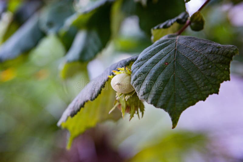 Hazel Nuts on Tree at the Summer Stock Photo - Image of summer, plant ...