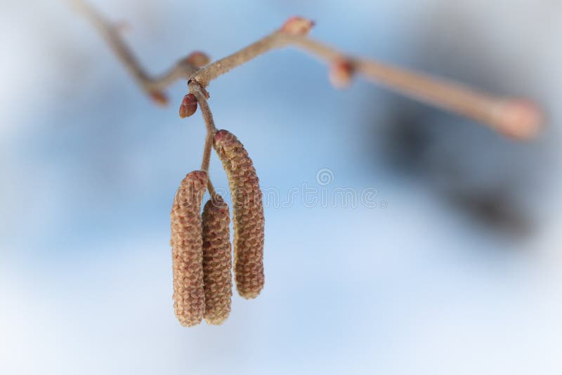 Hazel Pollen in Winter with White Vignette Stock Image - Image of plant ...